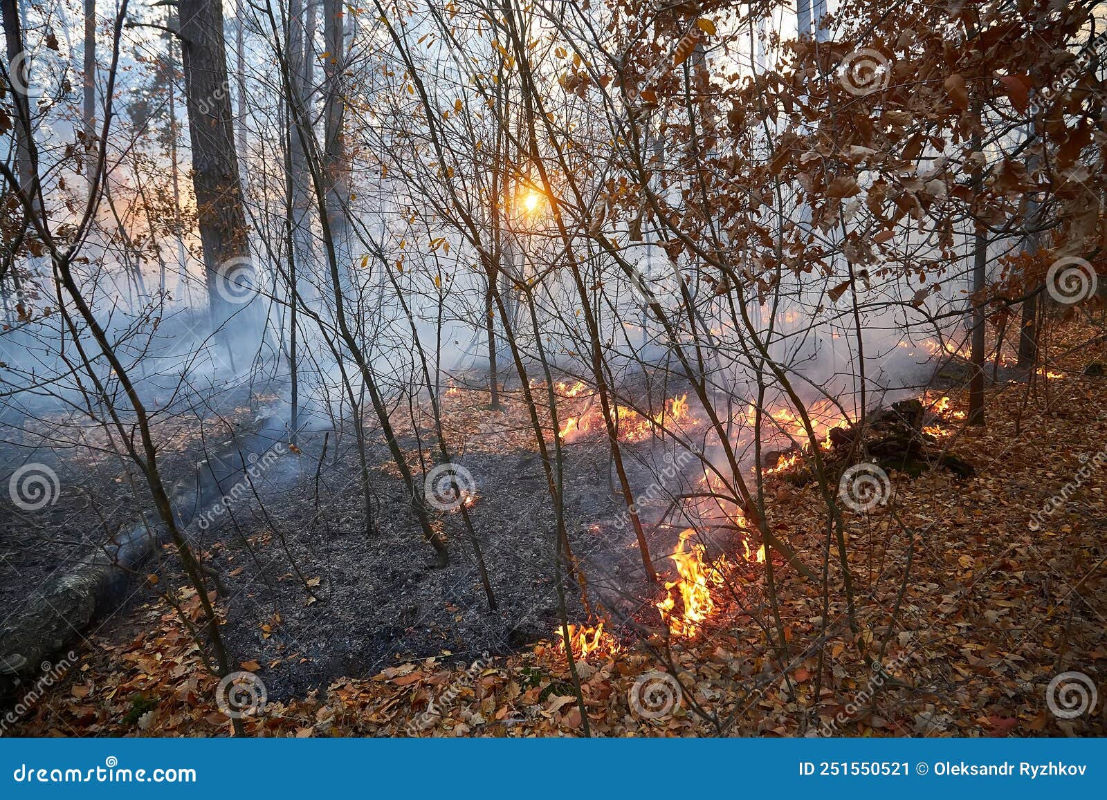 Forest Fire. a Lot of Smoke when Wildfire Stock Image - Image of damage ...