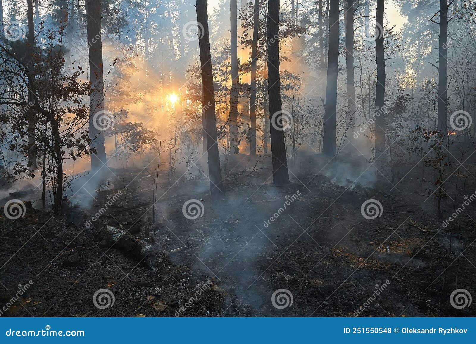 Forest Fire. a Lot of Smoke when Wildfire Stock Photo - Image of nature ...