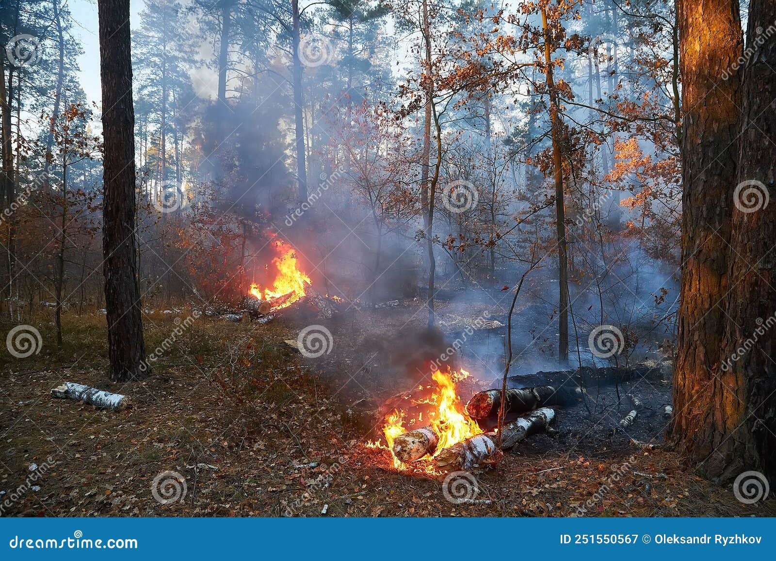 Forest Fire. a Lot of Smoke when Wildfire Stock Image - Image of forest ...