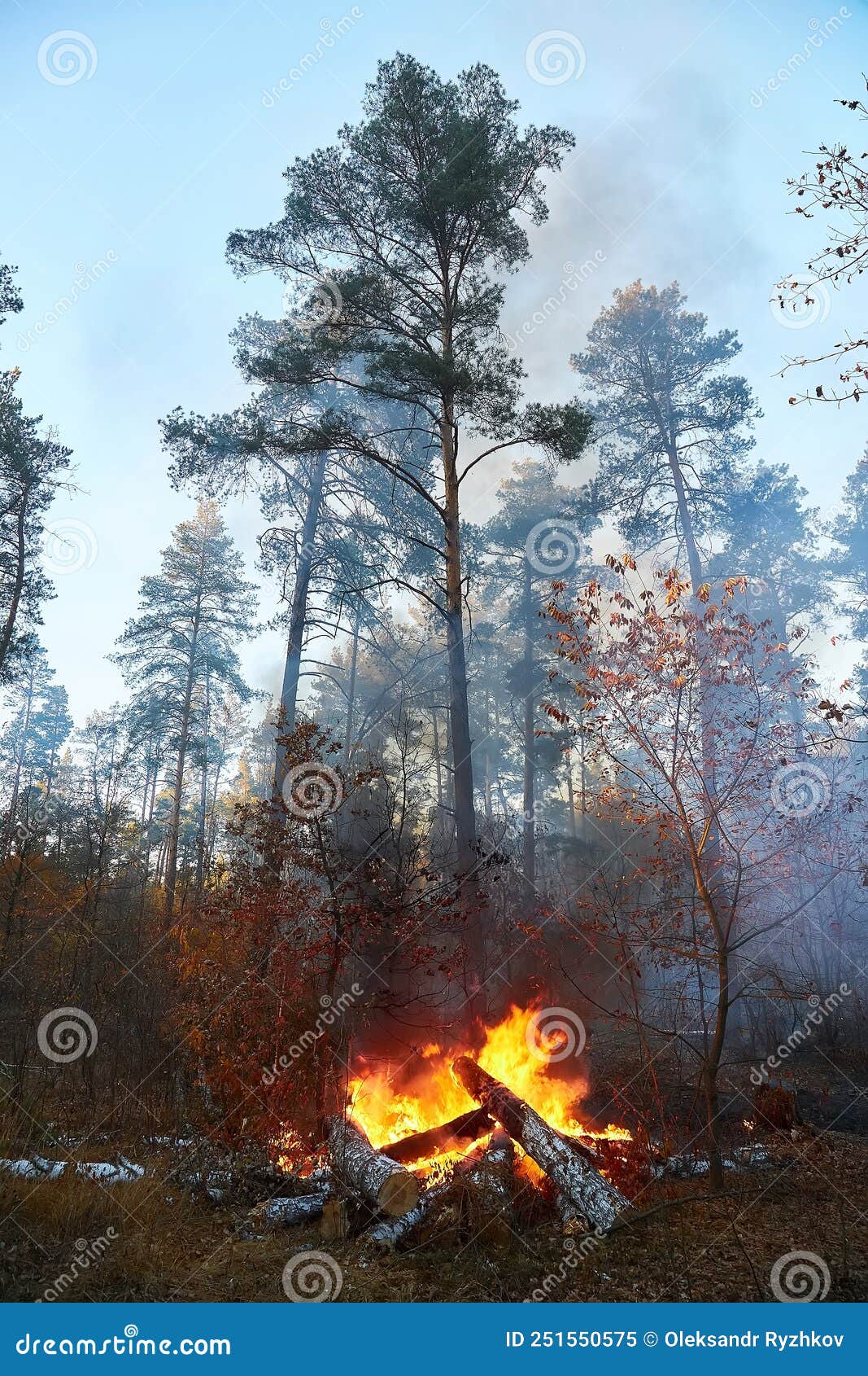 Forest Fire. a Lot of Smoke when Wildfire Stock Image - Image of danger ...