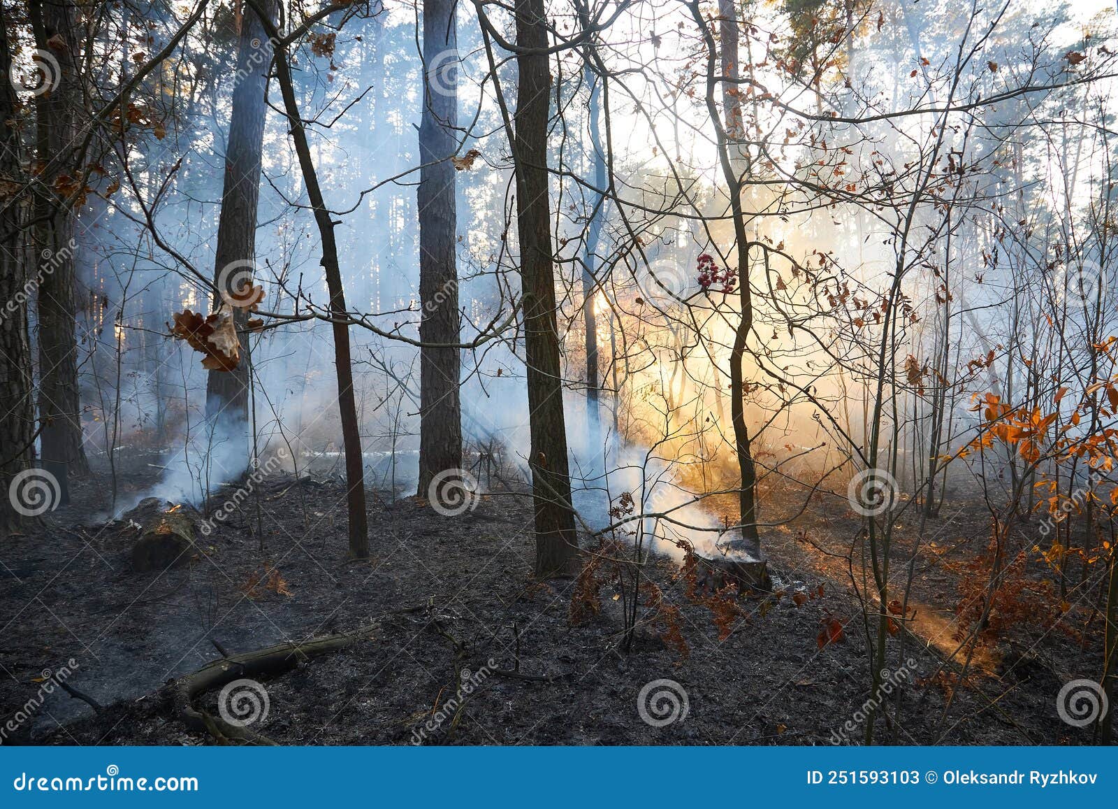 Forest Fire. a Lot of Smoke when Wildfire Stock Image - Image of danger ...
