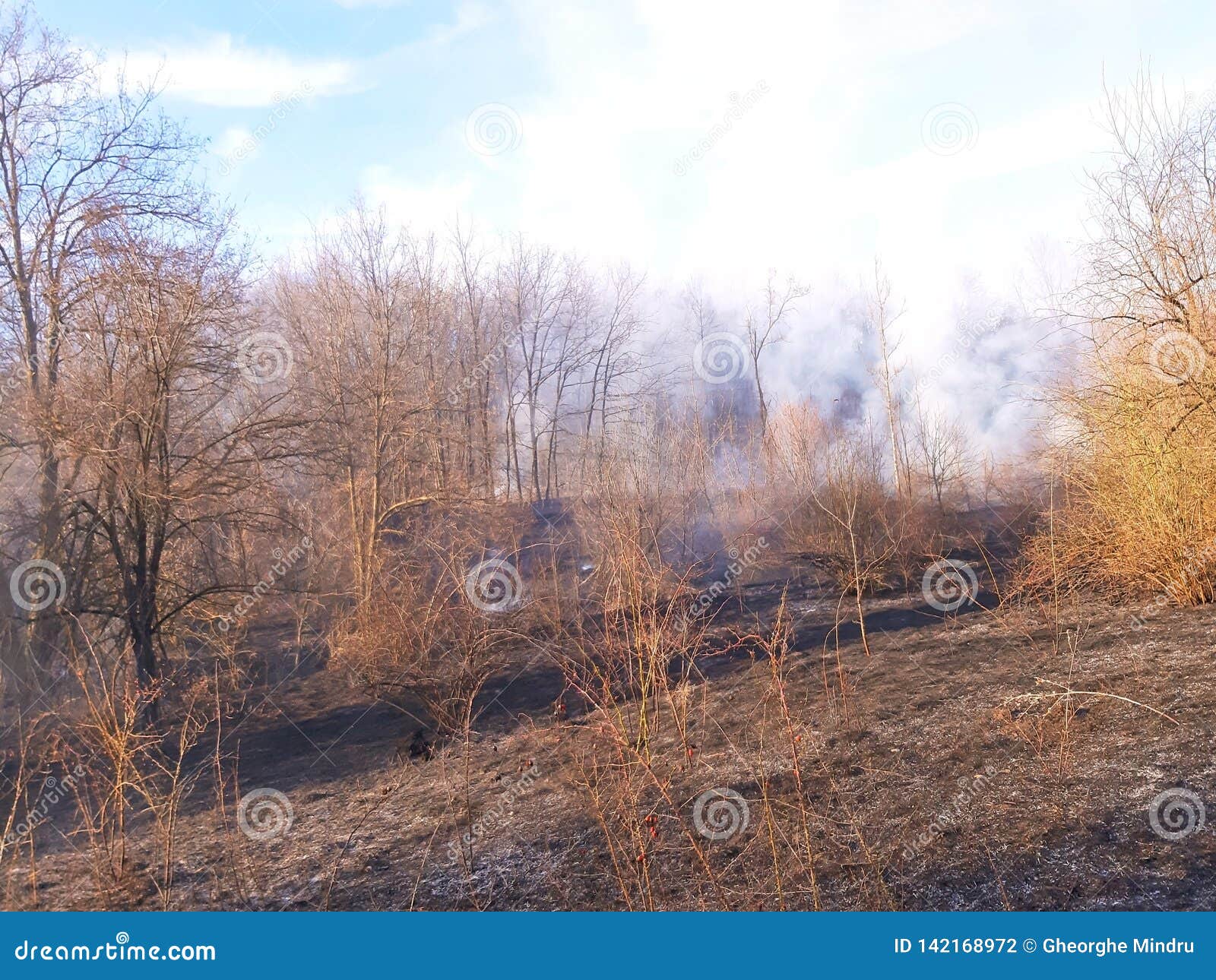 Forest Fire and Lots of Smoke Disaster Stock Photo - Image of burned ...