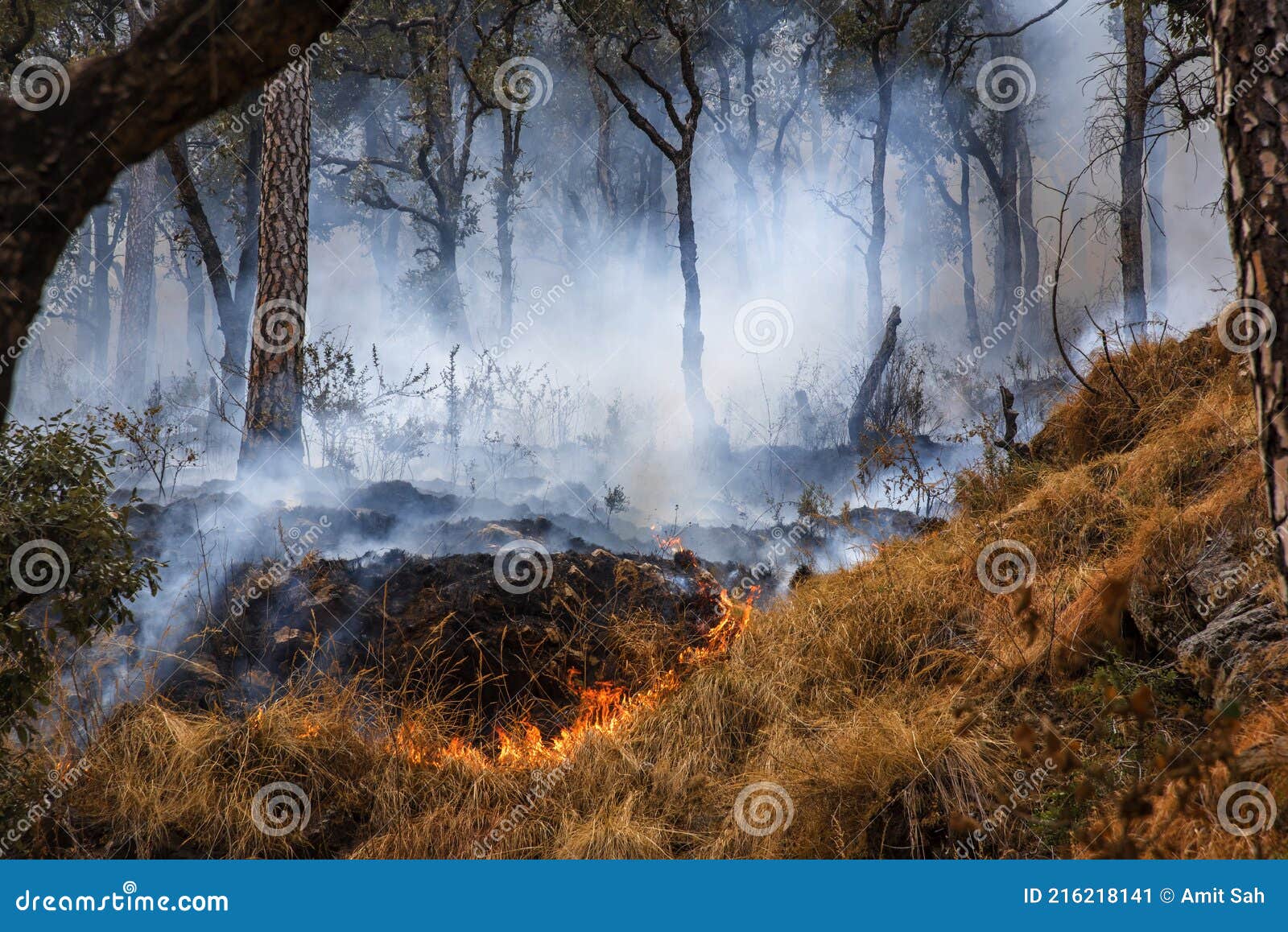 Forest Fire in the Nainital Uttarakhand India Stock Image - Image of ...
