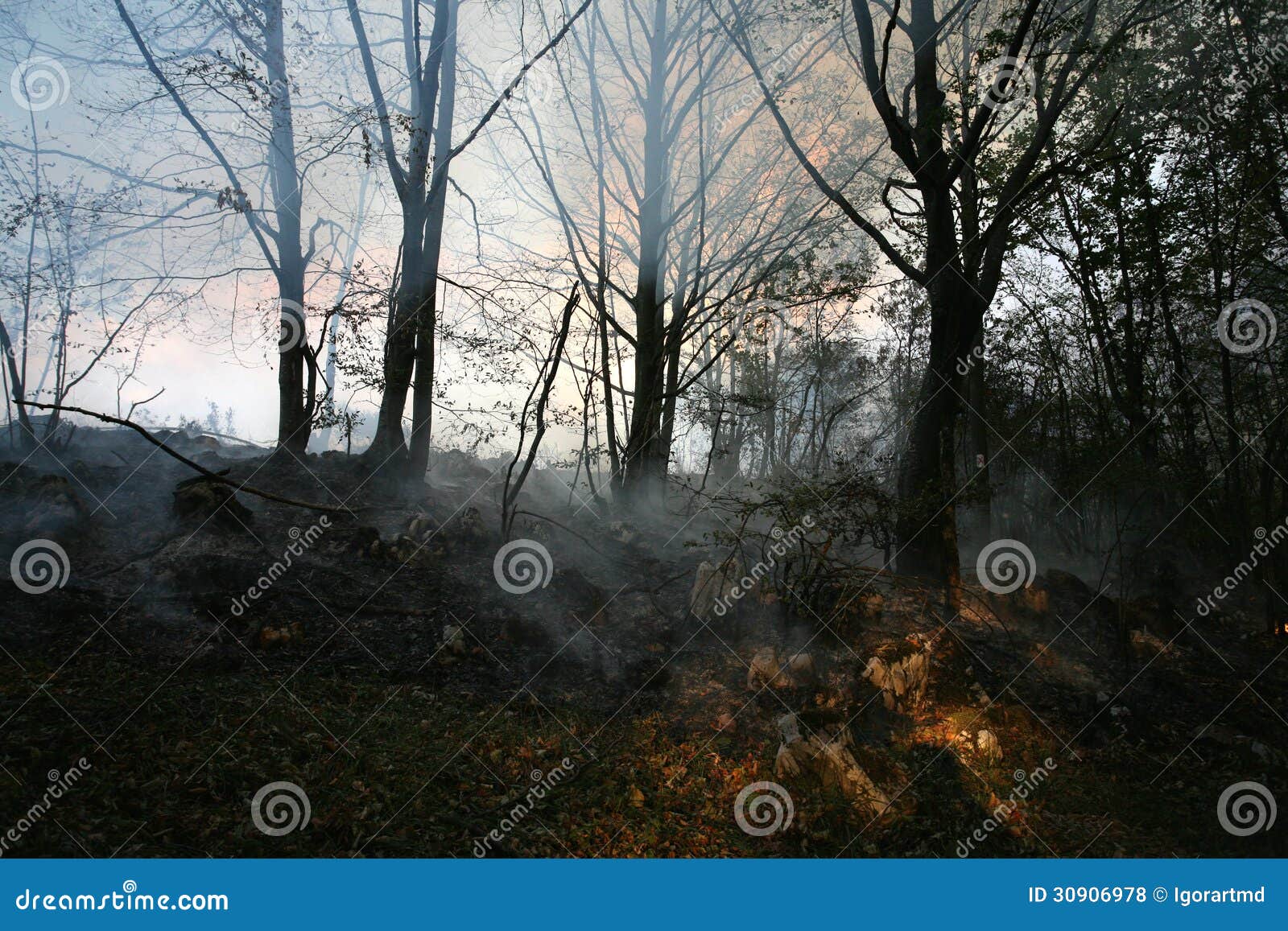 Forest fire stock photo. Image of loss, disaster, ecology - 30906978