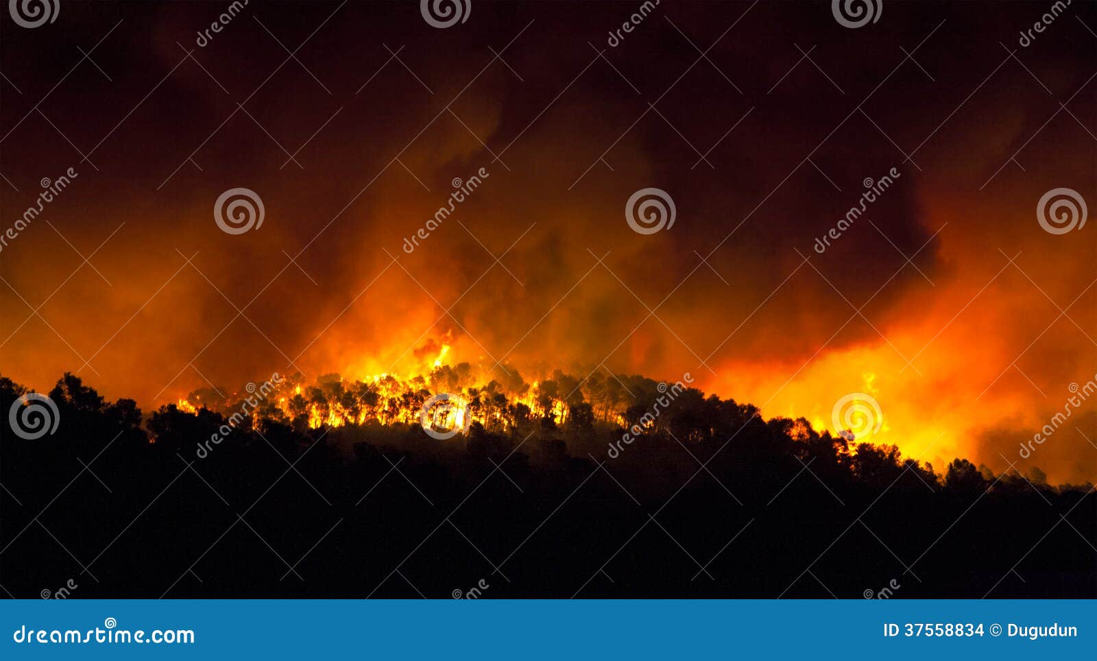 Forest fire at night stock photo. Image of burning, forest - 37558834