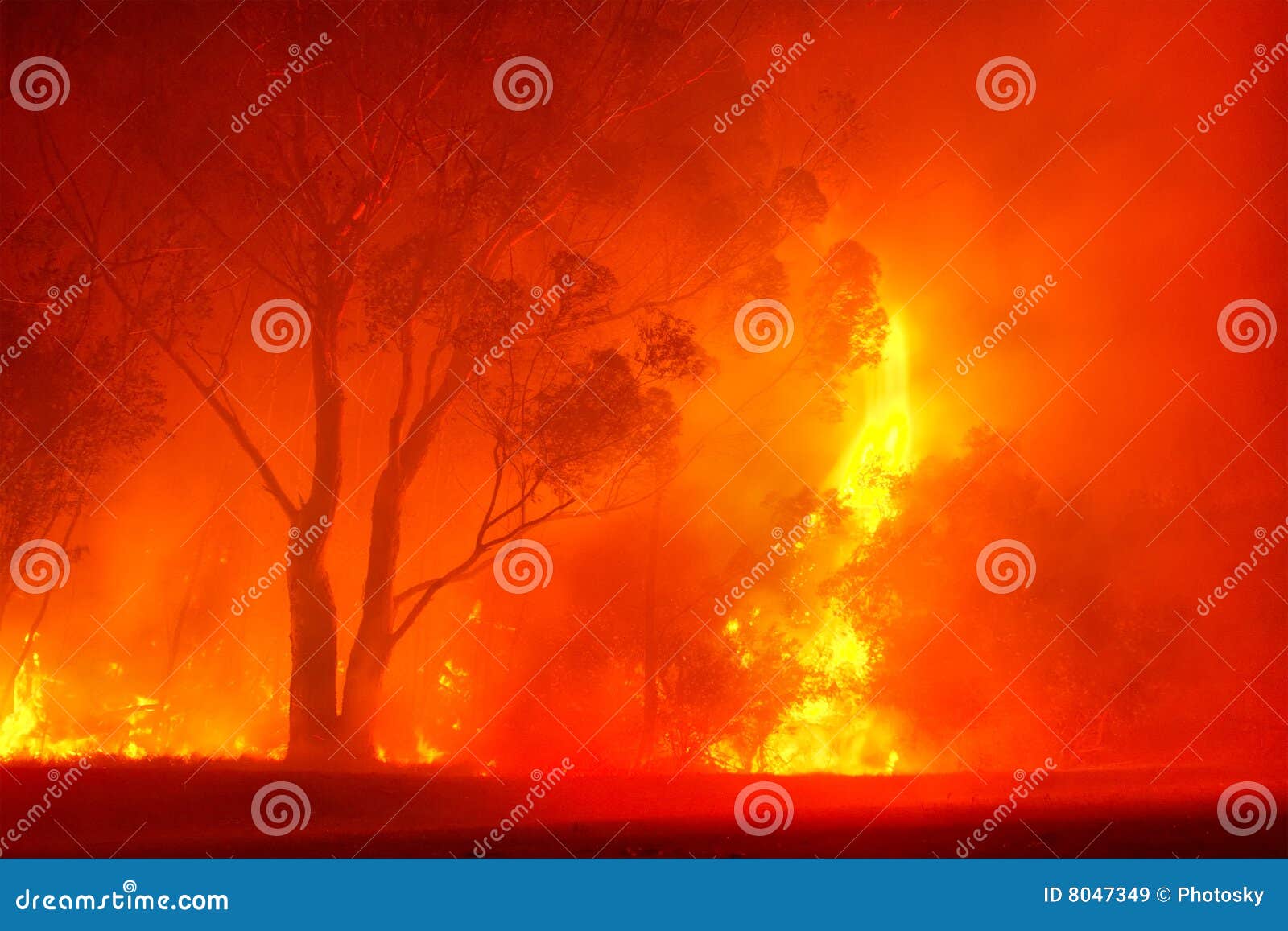 Forest fire in night stock image. Image of environment - 8047349