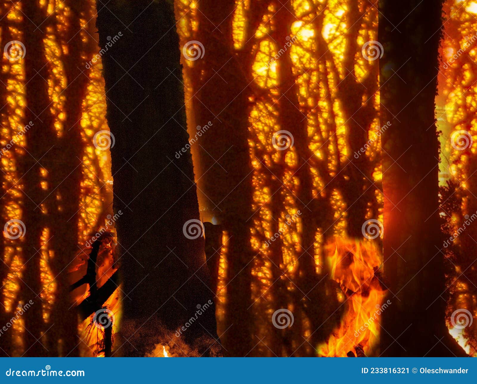 Forest Fire at Night. Wildfire Burning Stock Image - Image of ...