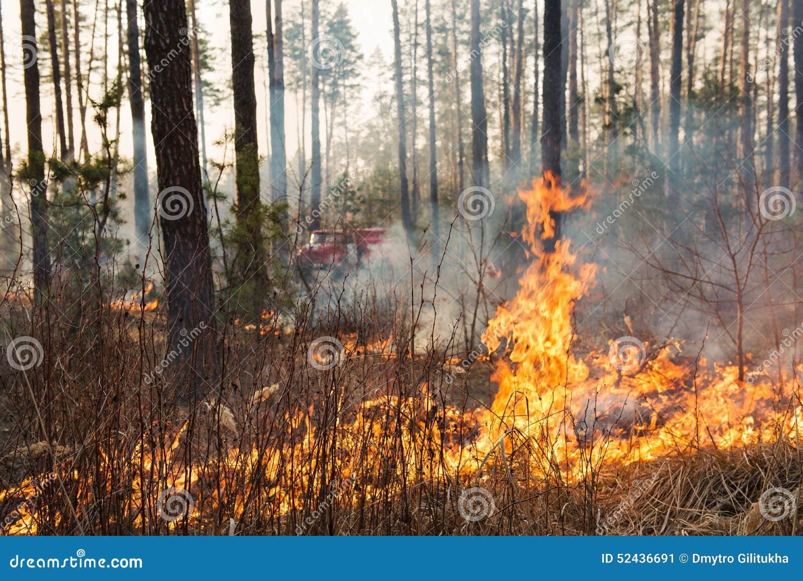 Forest fire in pine stand stock image. Image of stand - 52436691