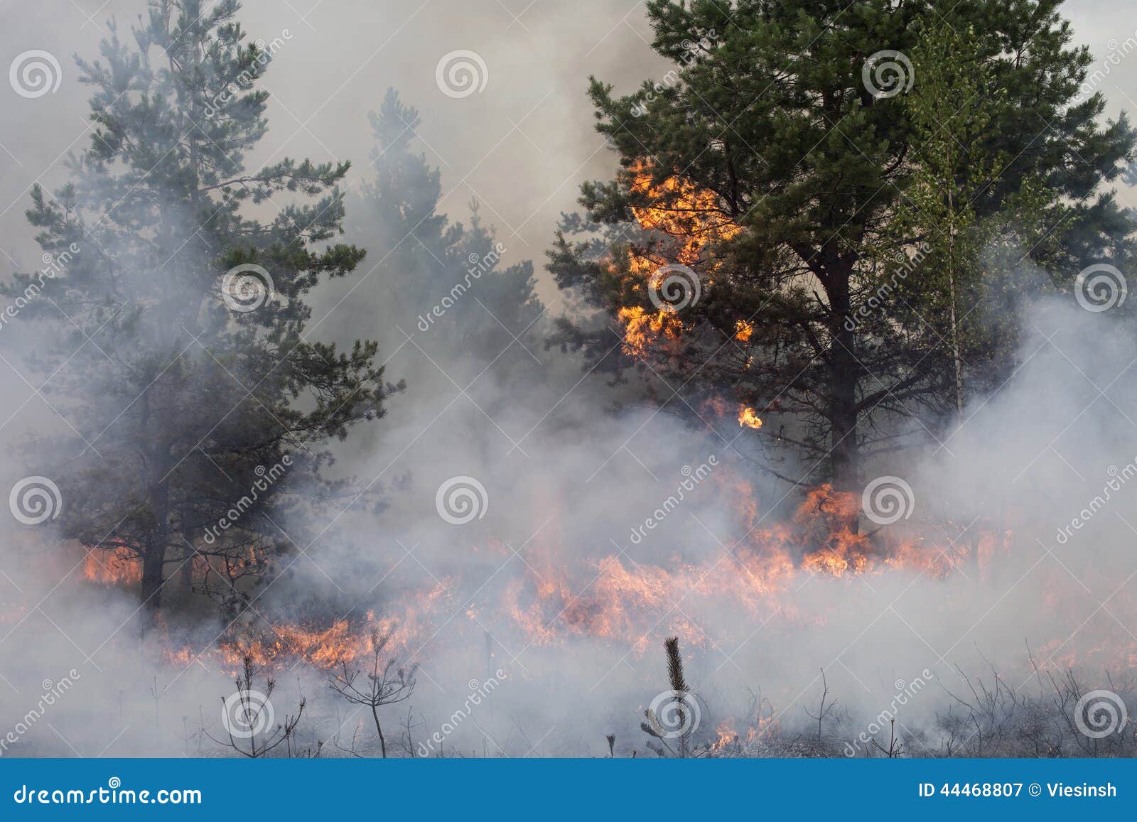 Forest fire stock image. Image of tree, prevention, woods - 44468807