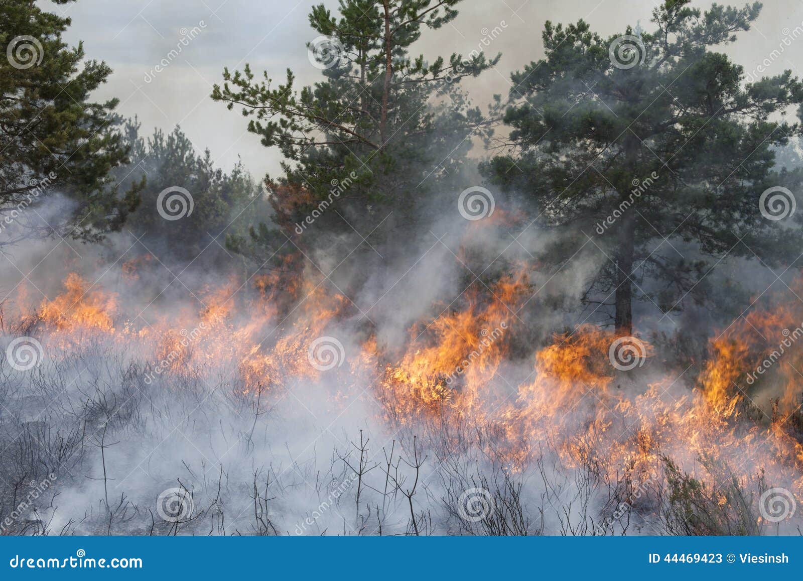 Forest fire stock image. Image of nature, heat, smoke - 44469423