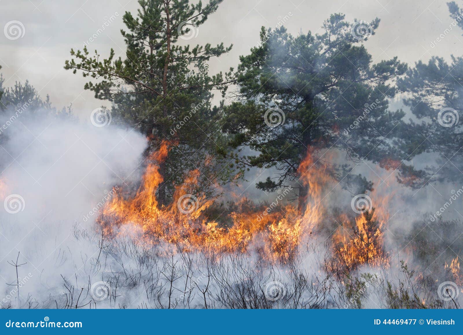 Forest fire stock image. Image of tree, danger, burn - 44469477
