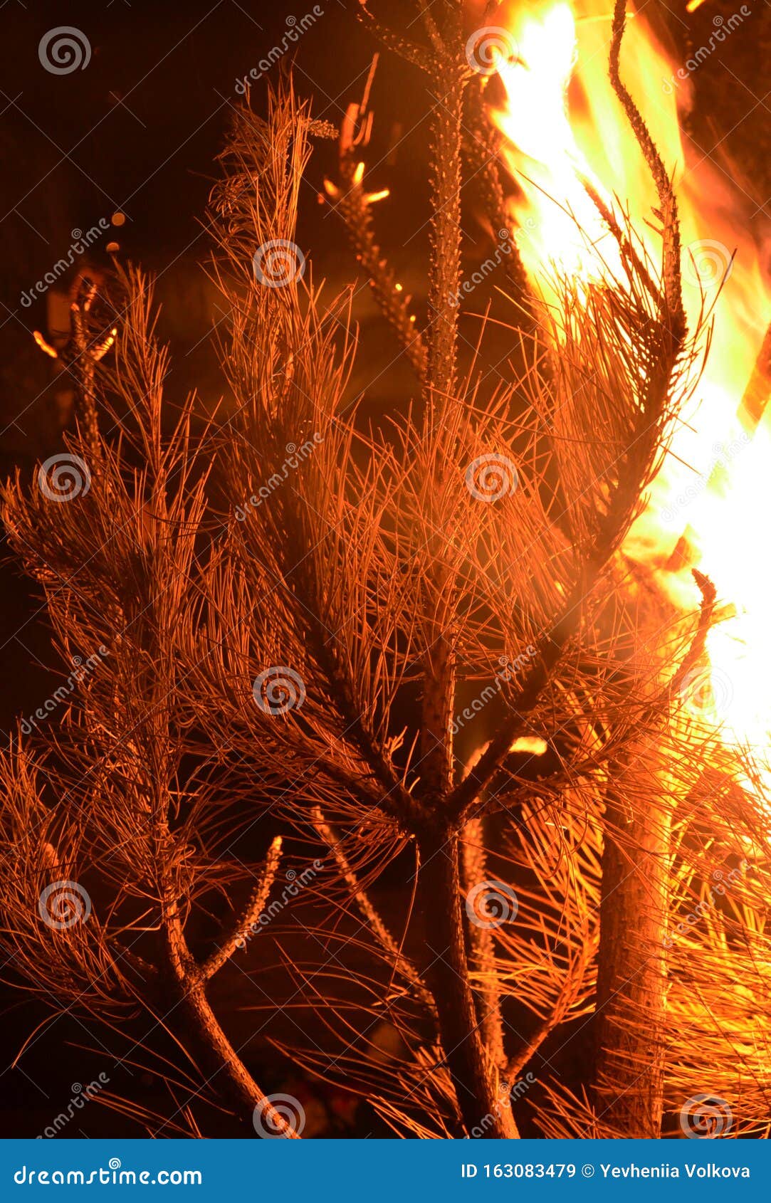 Burning Tree. Forest Fire. Tree, Burns Stock Image - Image of forest ...