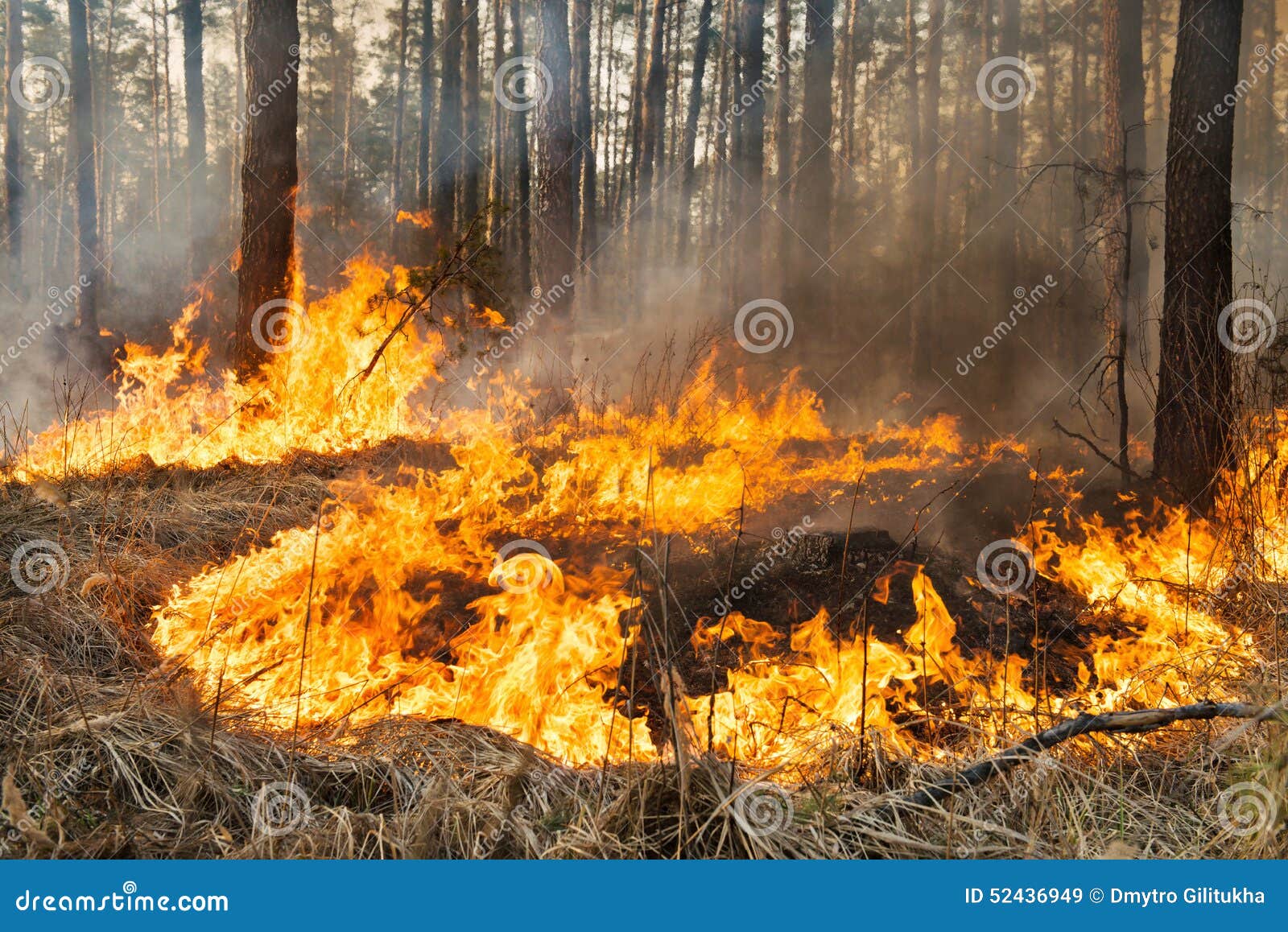 Forest fire in progress stock image. Image of protection - 52436949