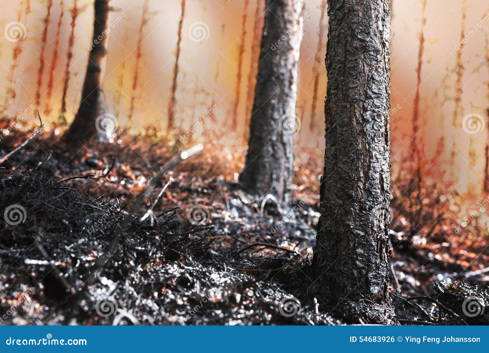 Forest fire stock photo. Image of coal, nature, disaster - 54683926