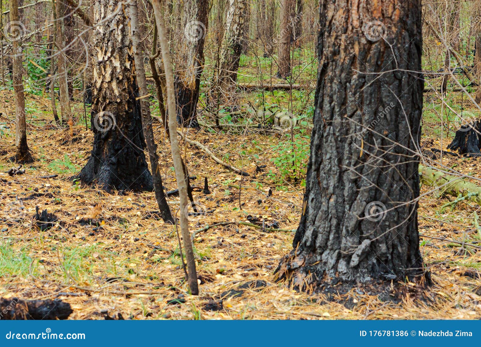 Scorched Trees, Burned Tree Trunks, Forest Fire Stock Photo - Image of ...