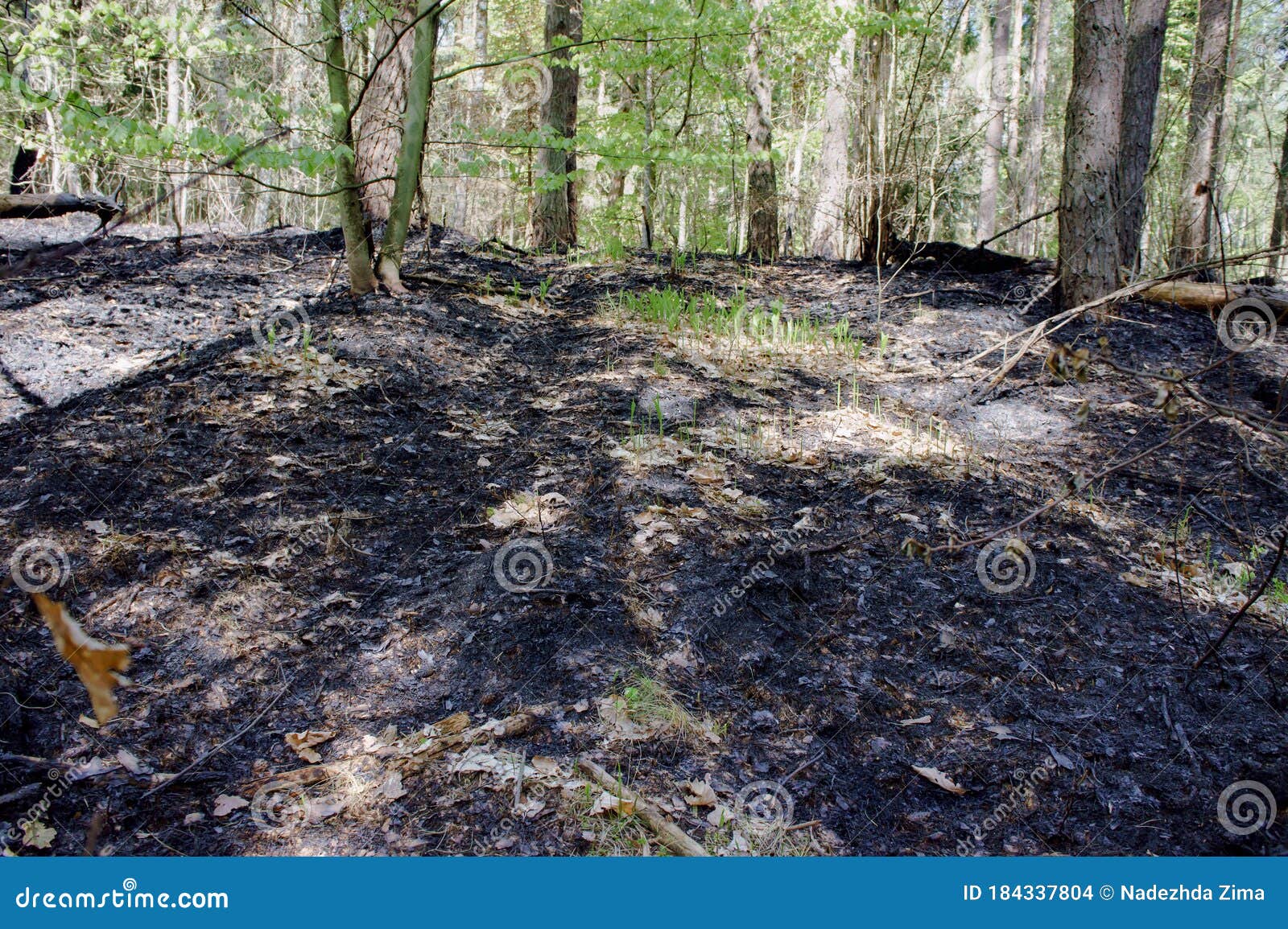 Scorched Trees, Burned Tree Trunks, Forest Fire Stock Photo - Image of ...
