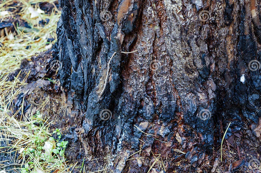 Scorched Trees, Burned Tree Trunks, Forest Fire Stock Image - Image of ...