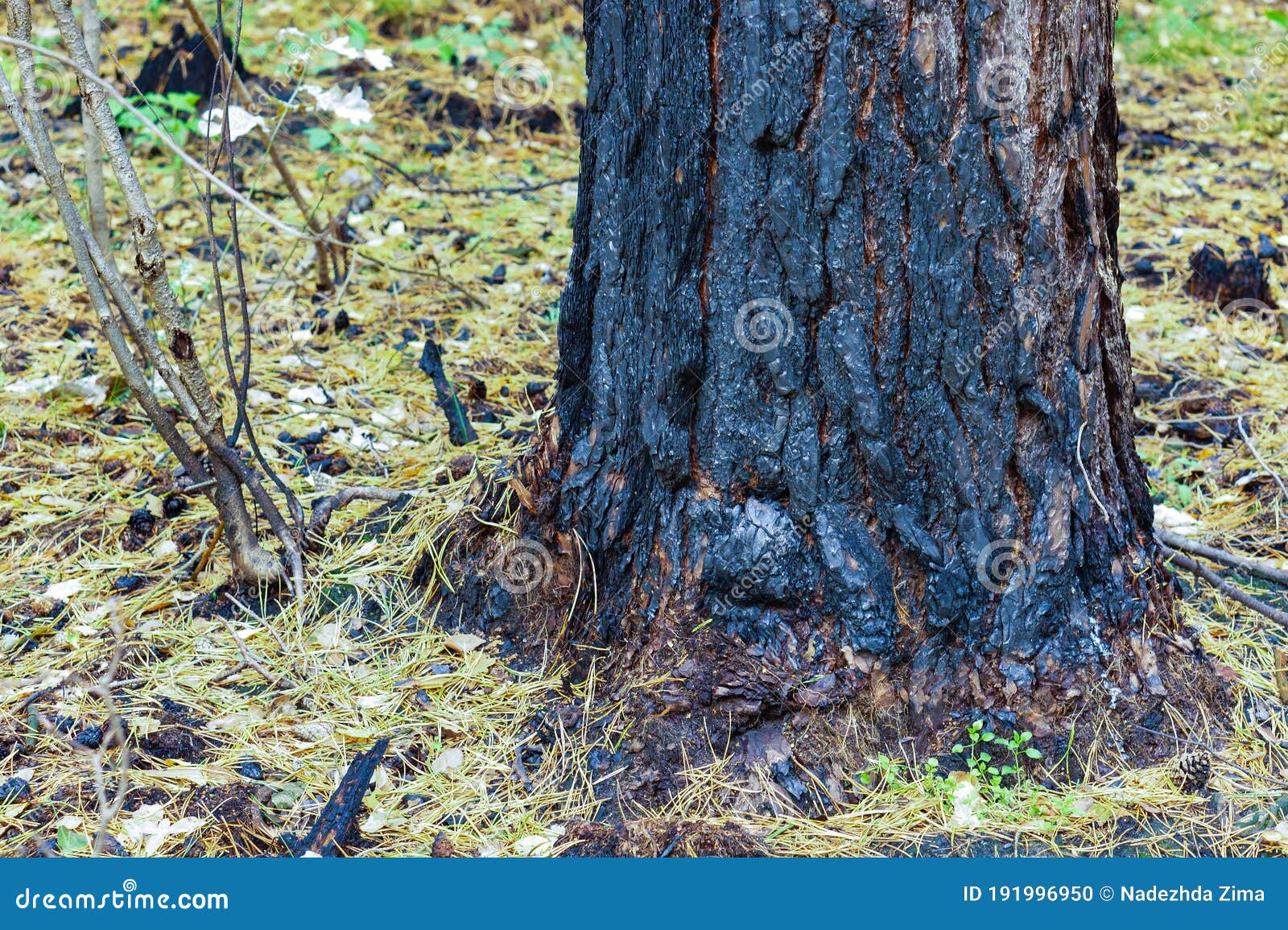 Scorched Trees, Burned Tree Trunks, Forest Fire Stock Photo - Image of ...