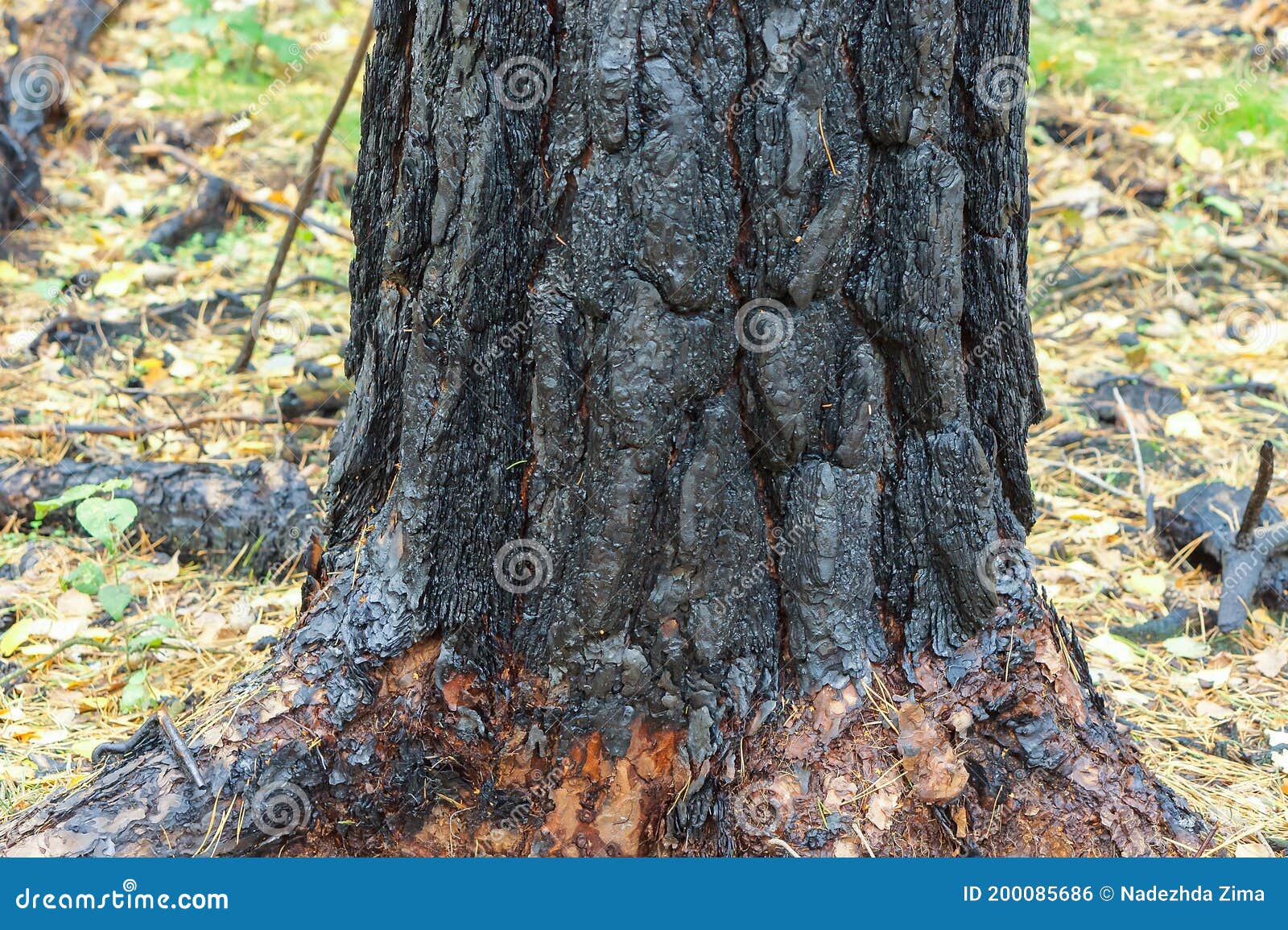 Scorched Trees, Burned Tree Trunks, Forest Fire Stock Photo - Image of ...