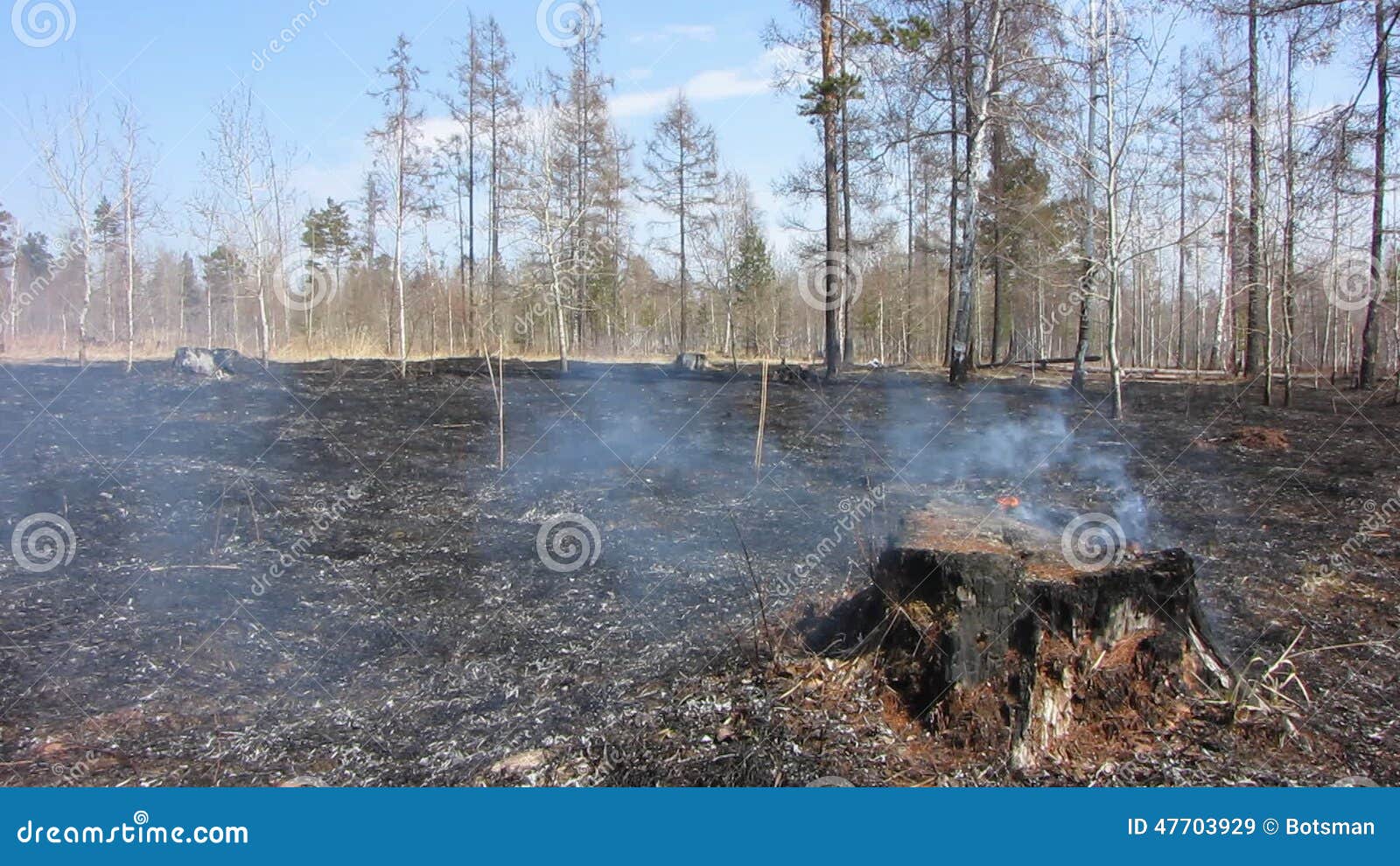 Forest after Fire.Smoking Burning Tree. Stock Video - Video of ecology ...