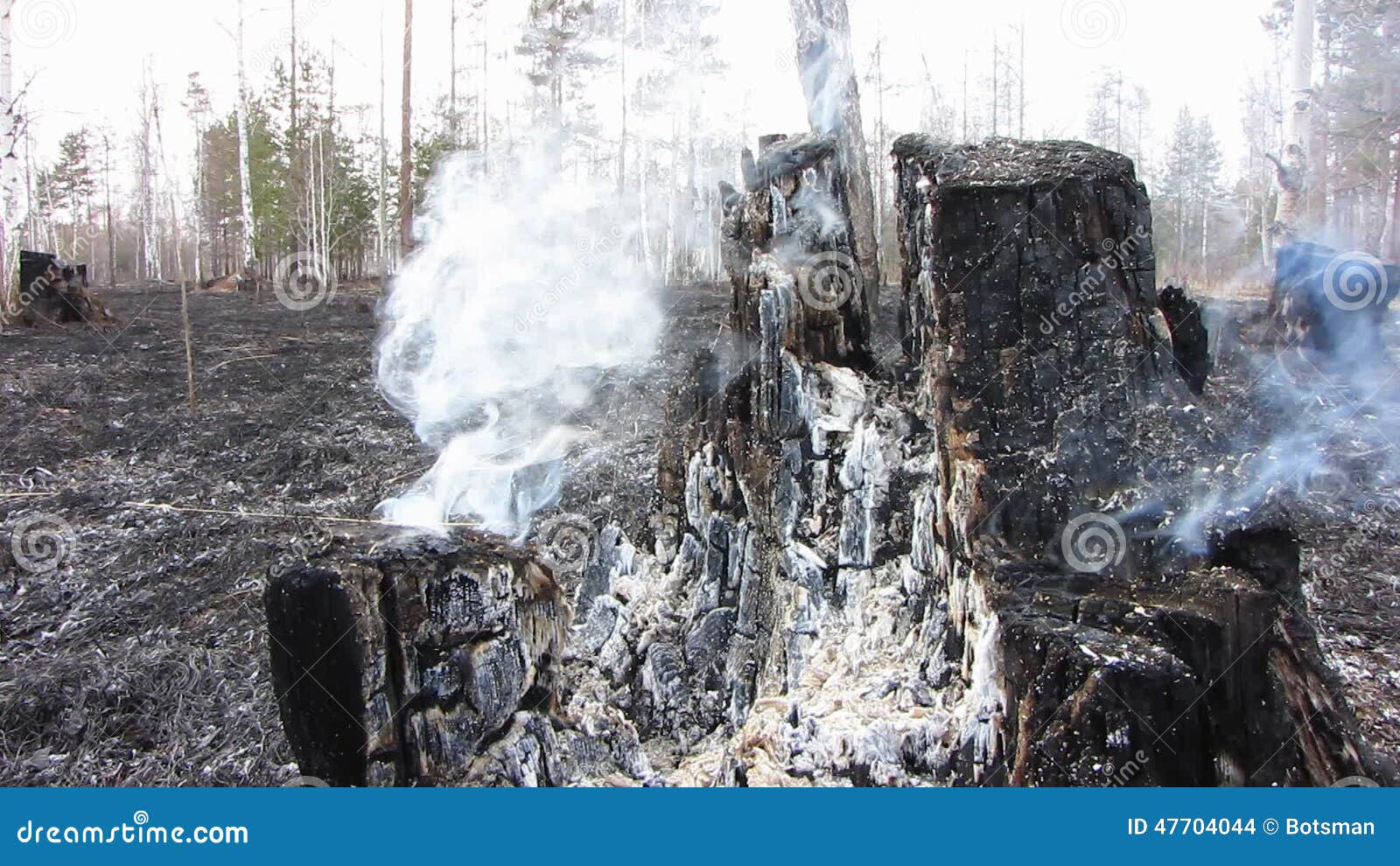 Forest after Fire.Smoking Burning Tree. Stock Footage - Video of ...