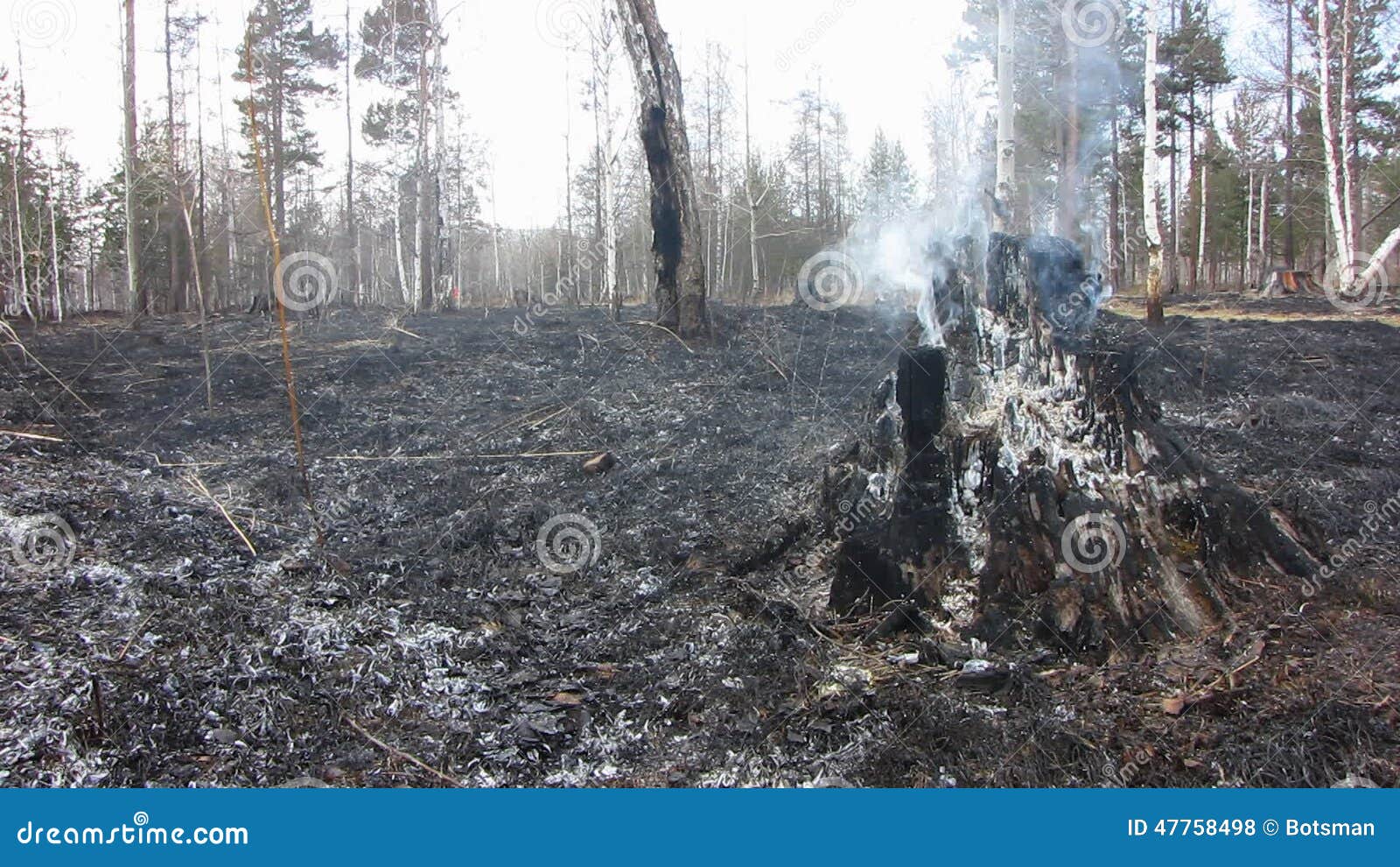 Burnt Down Forest