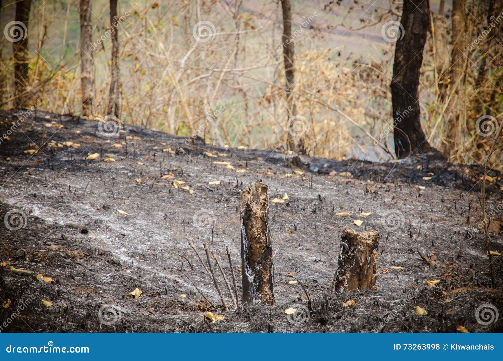 Forest after fire stock photo. Image of consume, consuming - 73263998