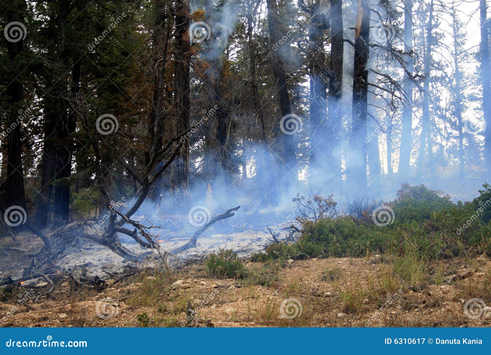 Forest fire starting stock image. Image of fire, forest - 6310617
