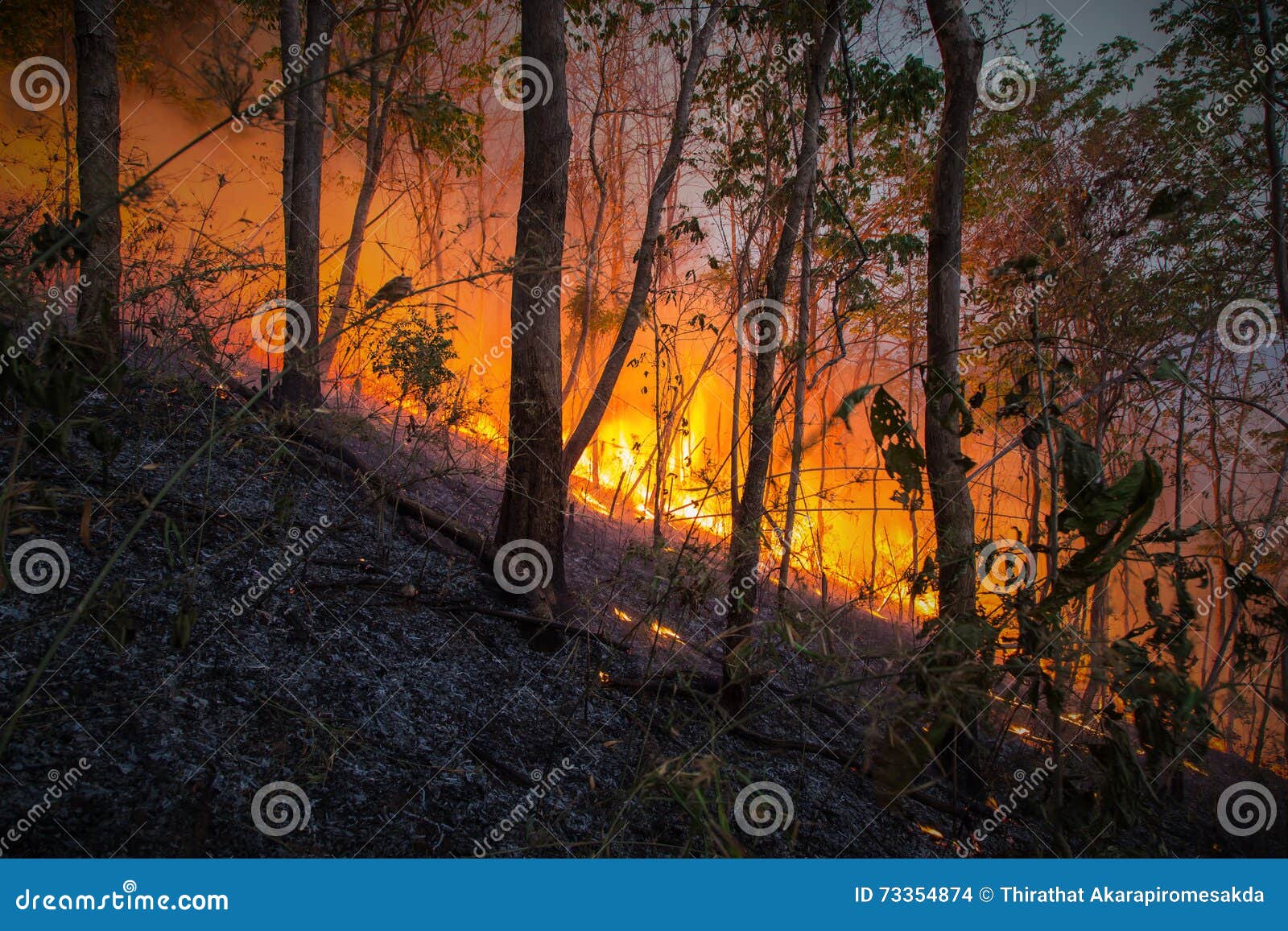 Forest fire in the summer stock photo. Image of fires - 73354874