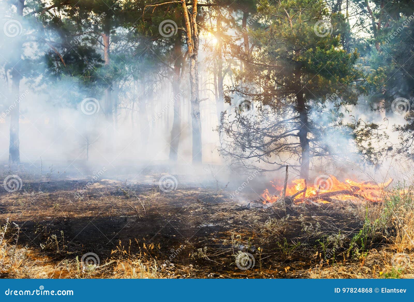 Forest fire on sunset stock photo. Image of change, disaster - 97824868