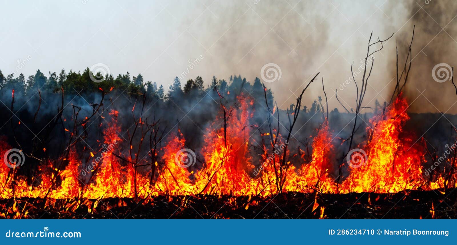 Forest Fire Fire Tree on the Hill Red Flames Burning Tree Branches ...