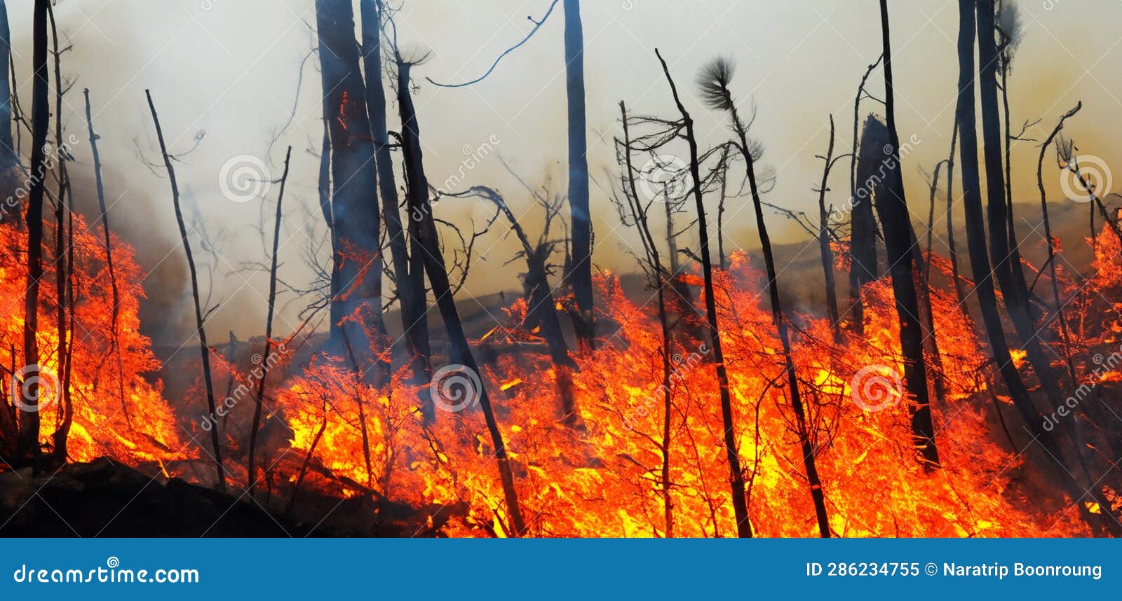 Forest Fire Fire Tree on the Hill Red Flames Burning Tree Branches ...