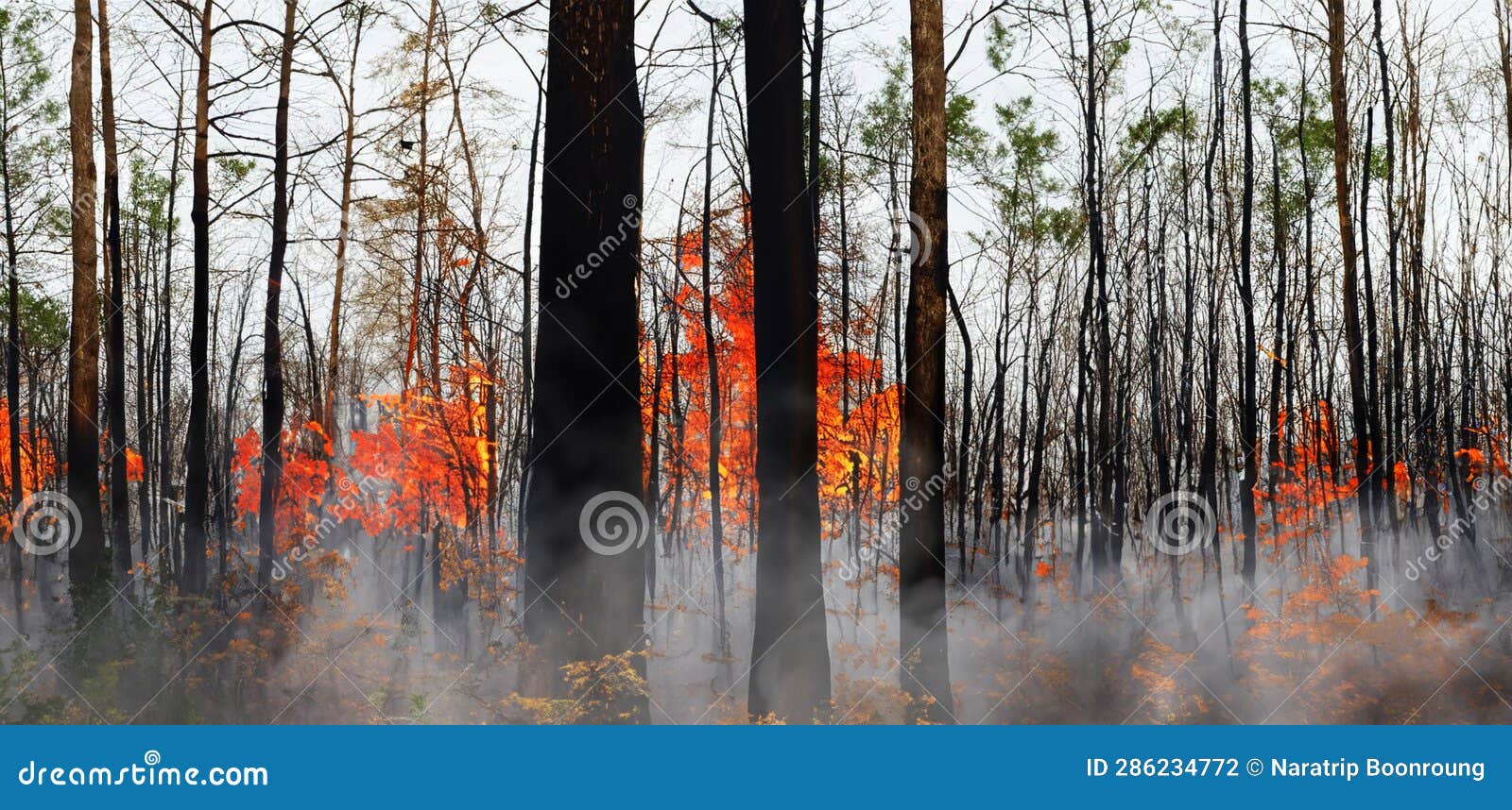 Forest Fire Fire Tree on the Hill Red Flames Burning Tree Branches ...
