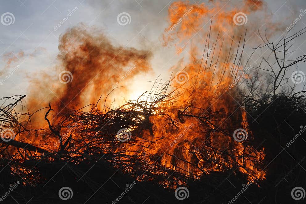 Forest fire and trees stock photo. Image of flame, hazard - 12691742