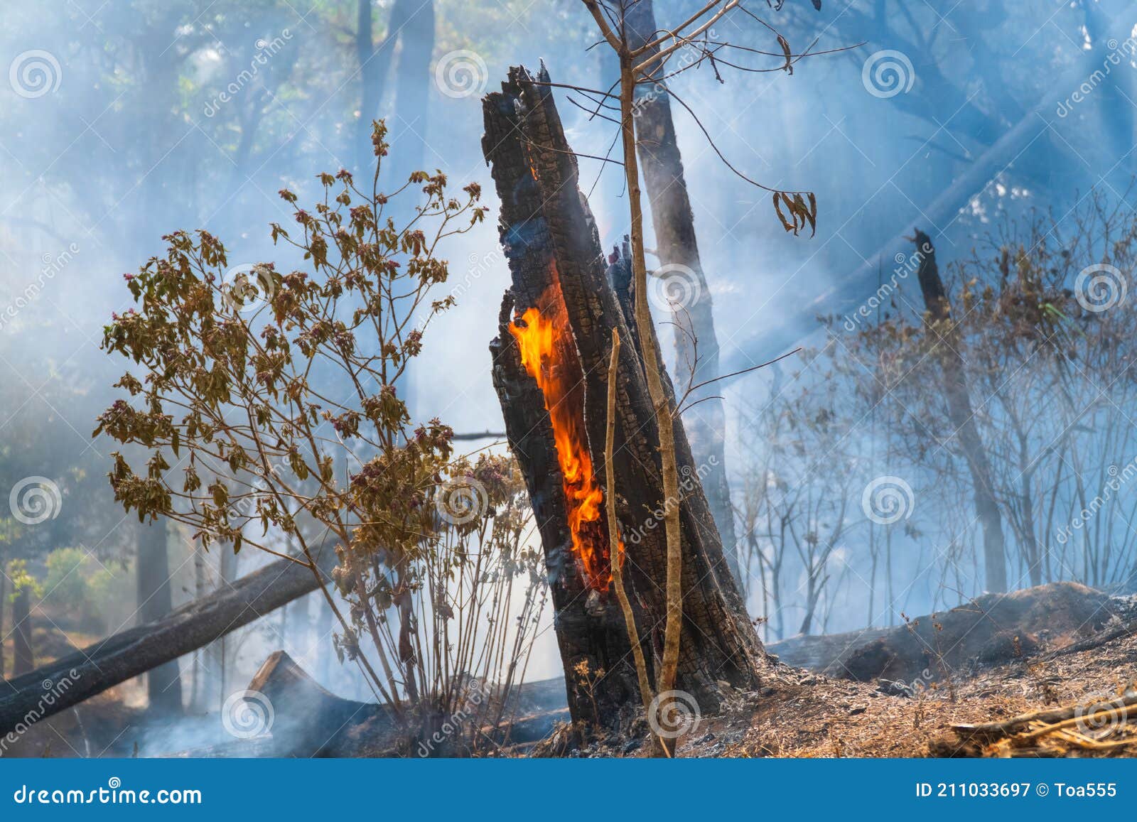 Trees that are Severely Damaged by Fire Stock Image - Image of outdoors ...
