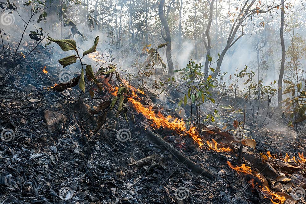 Trees that are Severely Damaged by Fire Stock Photo - Image of ecology ...