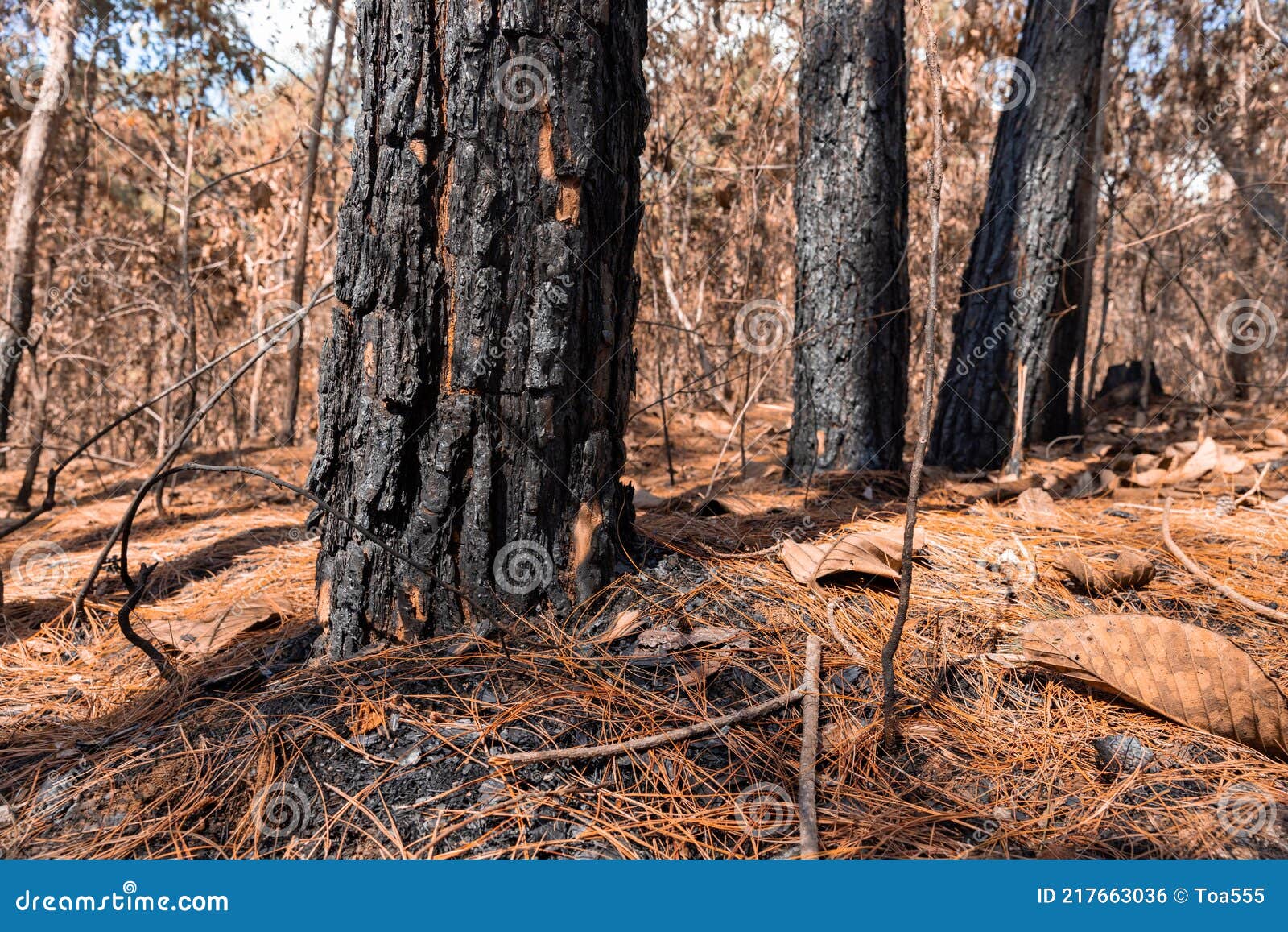 Severely Damaged Leaves And Flowers Of The Mallow, Removing The ...