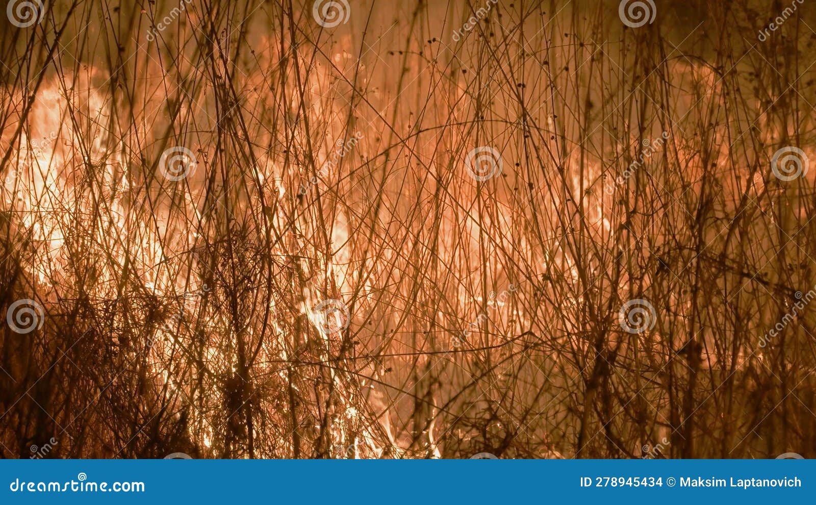 Forest Fire in Tropical Bushes on Fire Stock Photo - Image of tropical ...