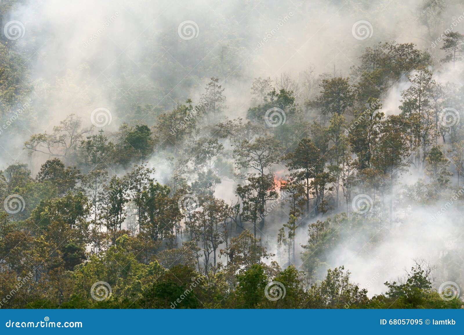 Forest fire stock image. Image of landscape, smoke, fire - 68057095