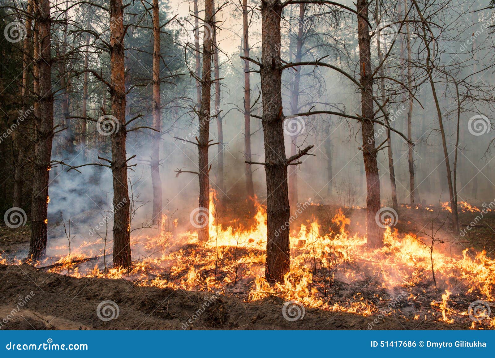 Forest fire stock photo. Image of ecology, emissions - 51417686