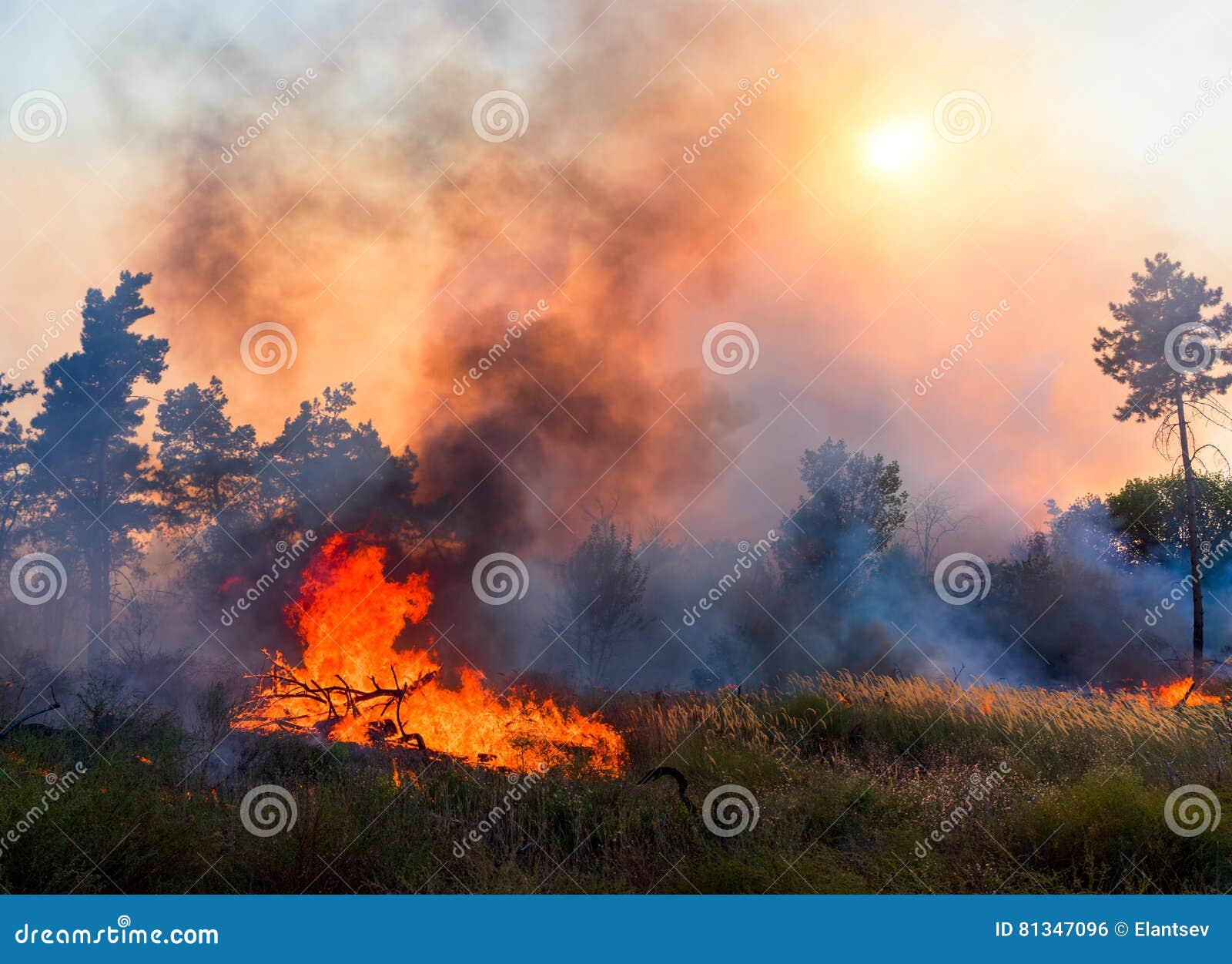 Forest Fire. Using Firebreak for Stoping Wildfire. Stock Photo - Image ...