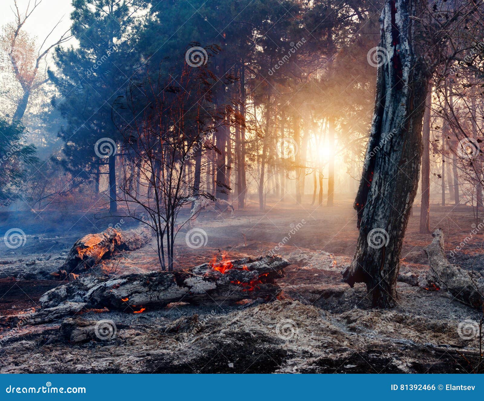 Forest Fire. Using Firebreak for Stoping Wildfire. Stock Photo - Image ...