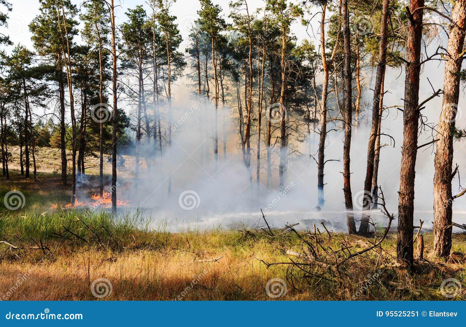 Forest Fire. Using Firebreak for Stoping Wildfire. Stock Image - Image ...
