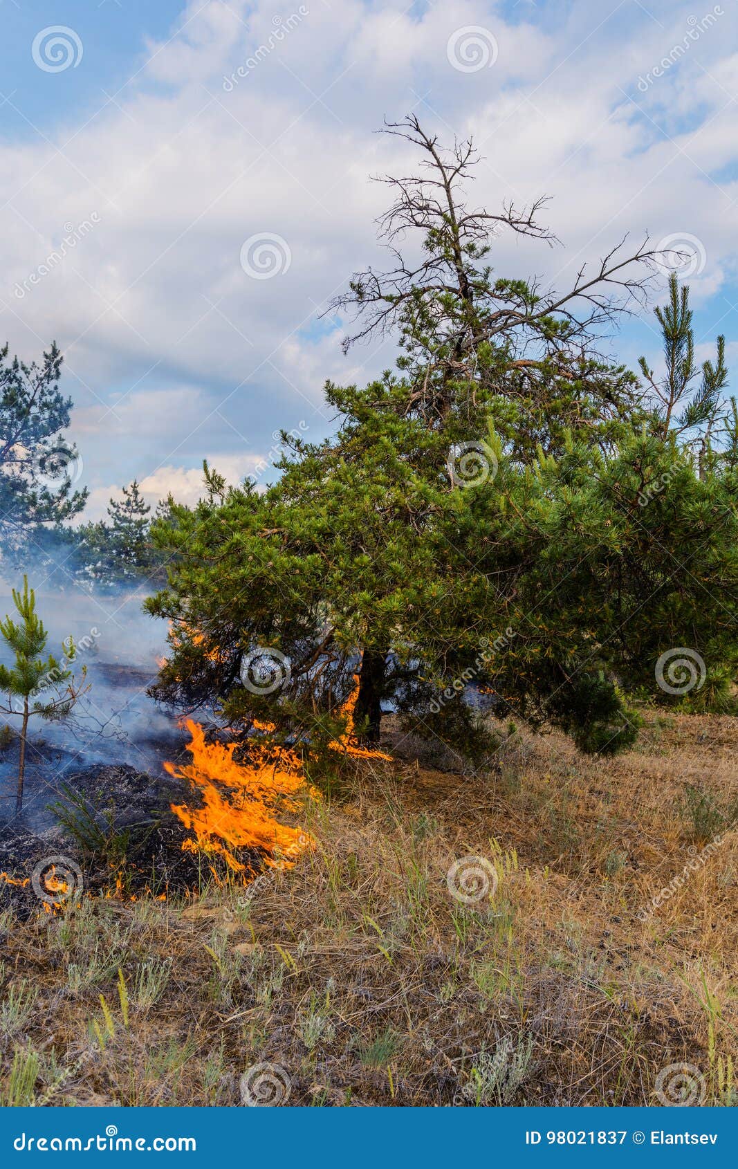 Forest Fire. Using Firebreak for Stoping Wildfire. Stock Image - Image ...