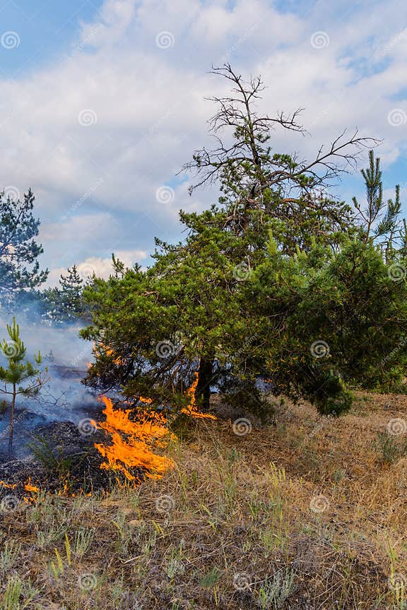 Forest Fire. Using Firebreak for Stoping Wildfire. Stock Image - Image ...
