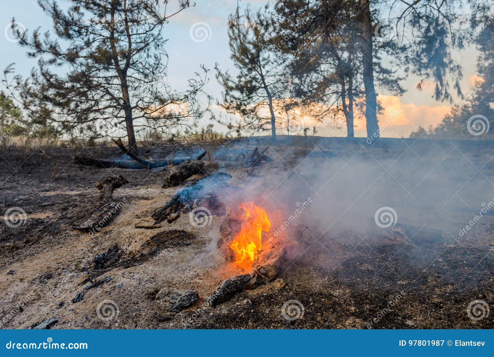 Forest Fire. Using Firebreak for Stoping Wildfire. Stock Image - Image ...