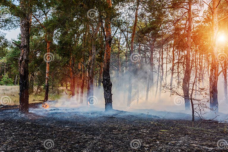 Forest Fire. Using Firebreak for Stoping Wildfire Stock Image - Image ...