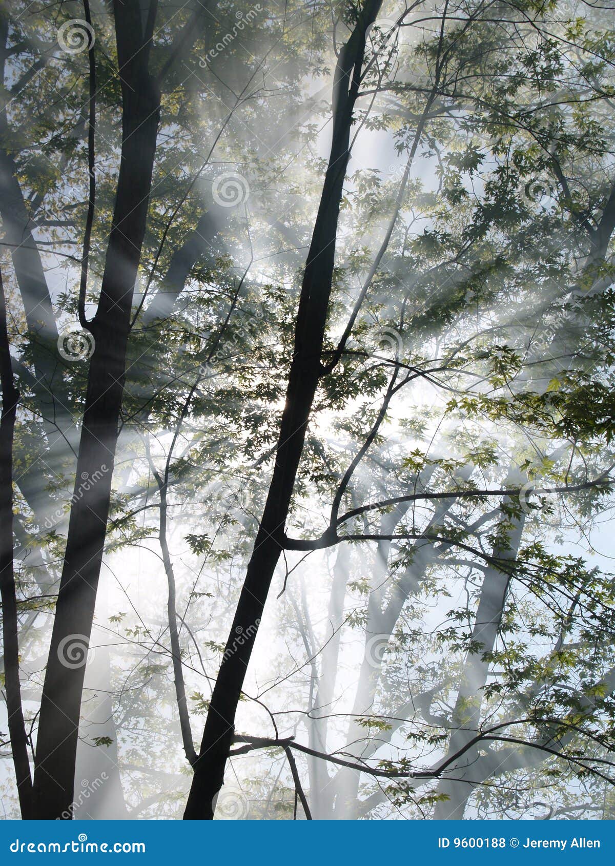 Forest Fire Vertical stock photo. Image of forest, burnt - 9600188