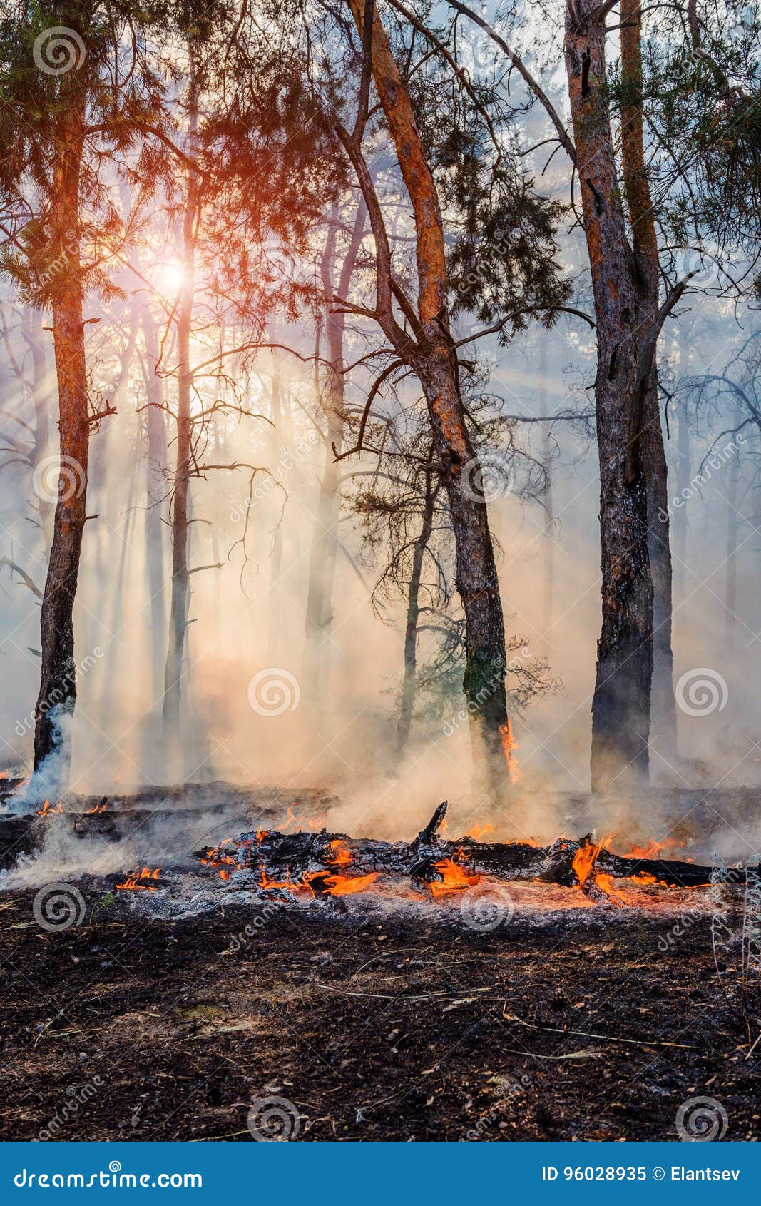 Forest Fire, Wildfire Burning Tree in Red and Orange Color. Stock Image ...