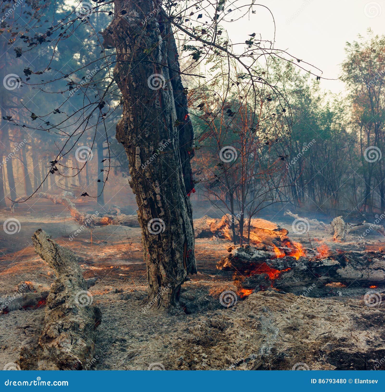 Forest Fire, Wildfire Burning Tree in Red and Orange Color. Stock Photo ...